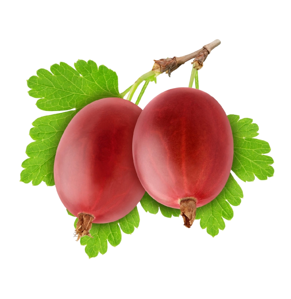 Саженцы поздних сортов крыжовника ᐉ купить в питомнике Биосад